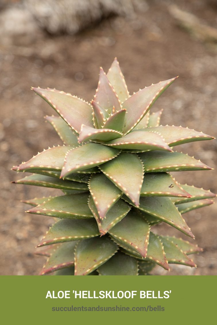 Aloe ‘Hellskloof Bells' | Succulents and Sunshine