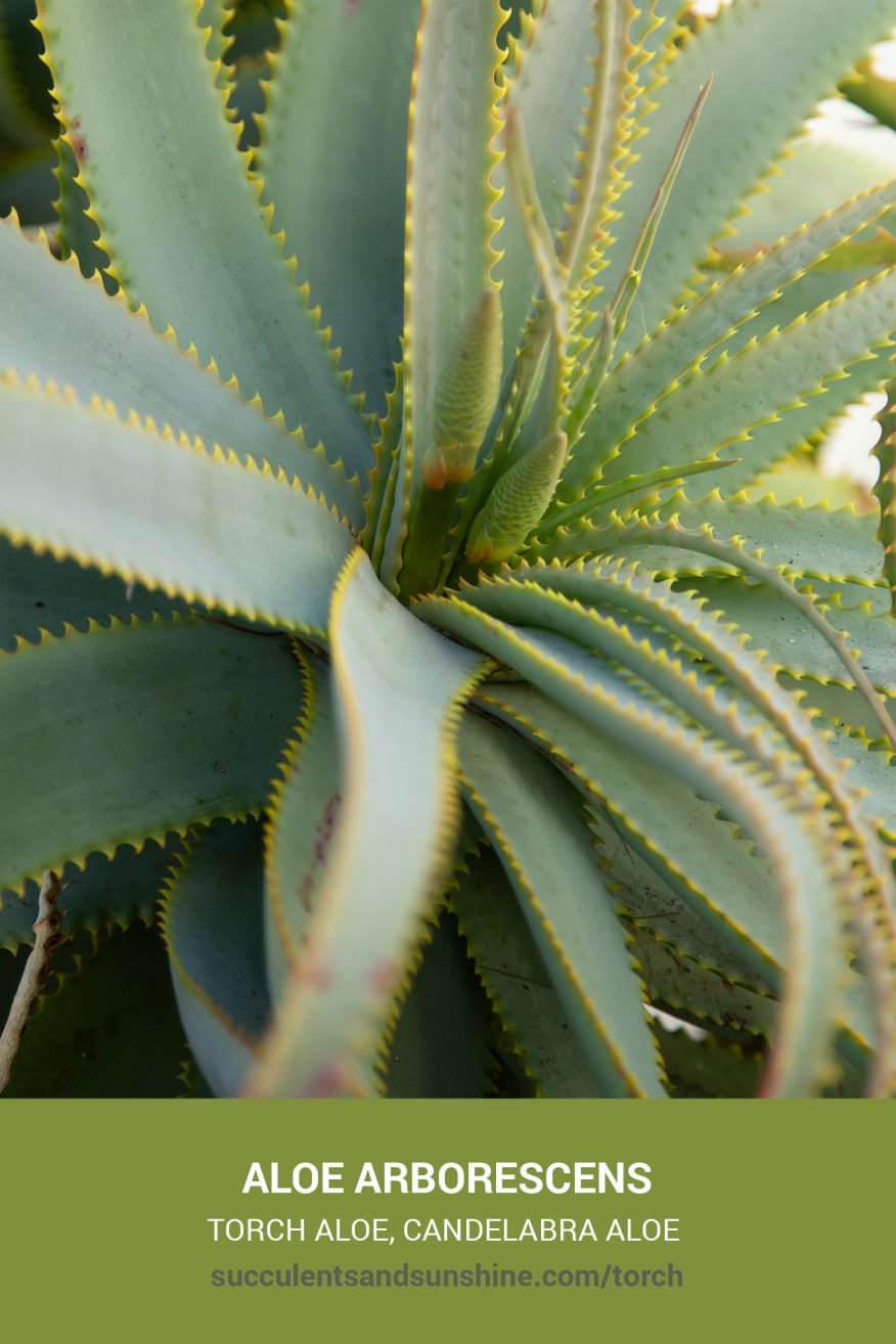 Aloe arborescens "Torch Aloe" | Succulents and Sunshine