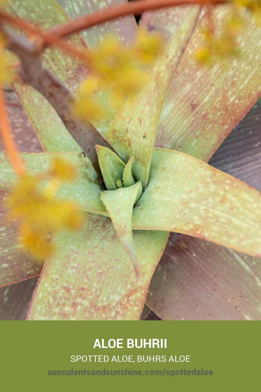 Aloe buhrii | Succulents and Sunshine