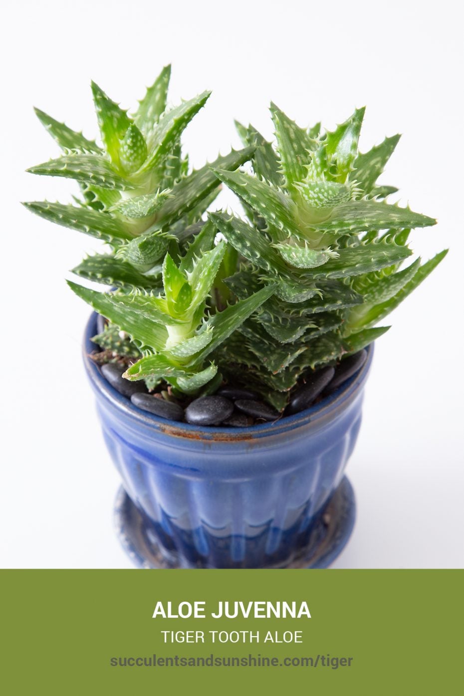 Aloe juvenna "Tiger Tooth Aloe" | Succulents and Sunshine