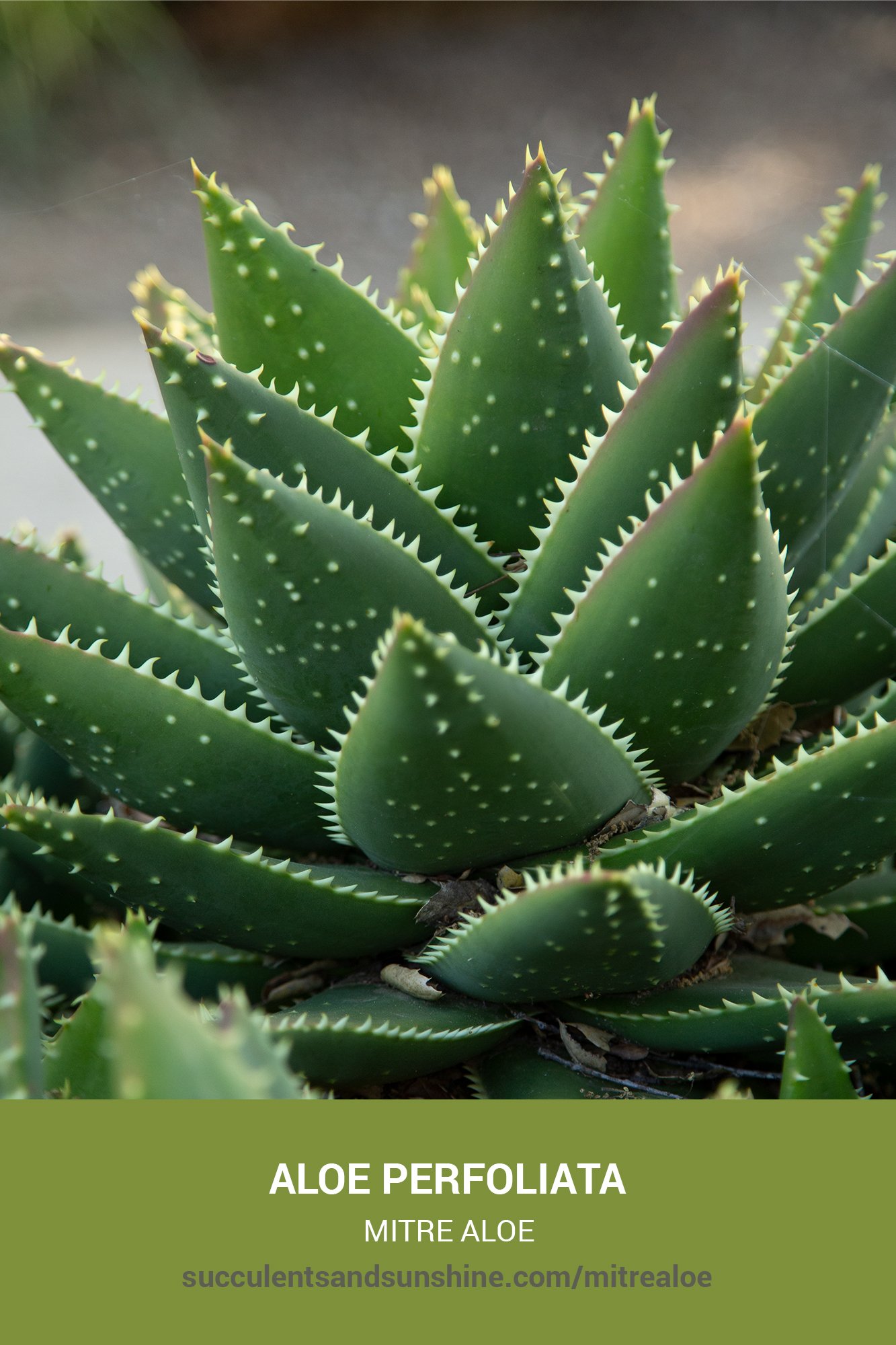 Aloe perfoliata "Mitre Aloe" | Succulents and Sunshine