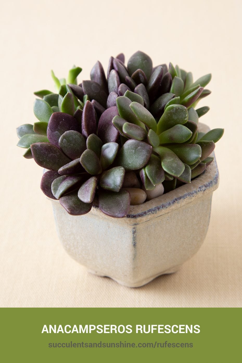 Anacampseros rufescens | Succulents and Sunshine