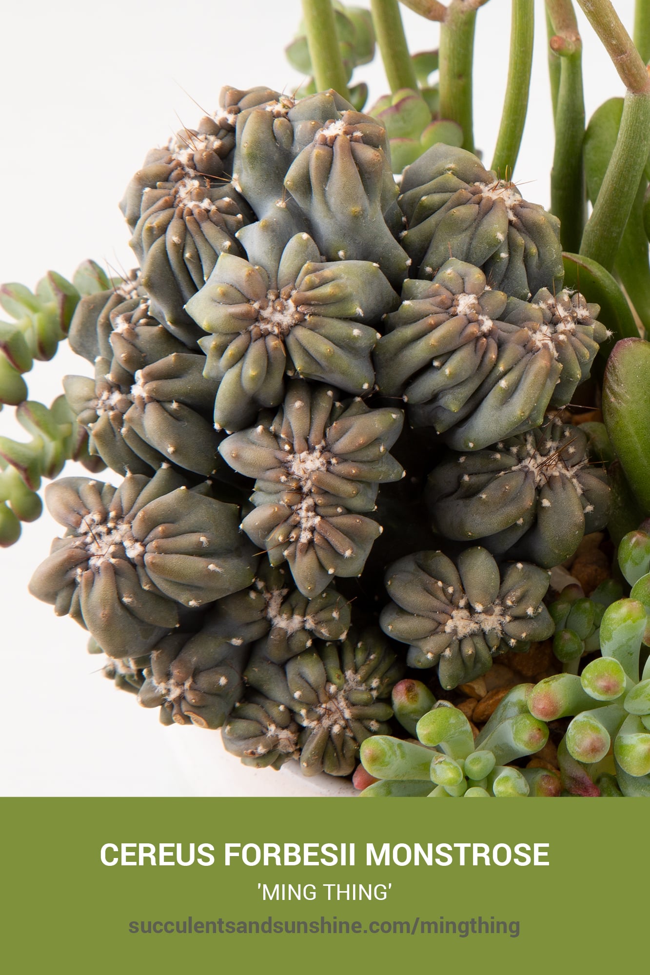 Cereus forbesii monstrose 'Ming Thing' | Succulents and Sunshine