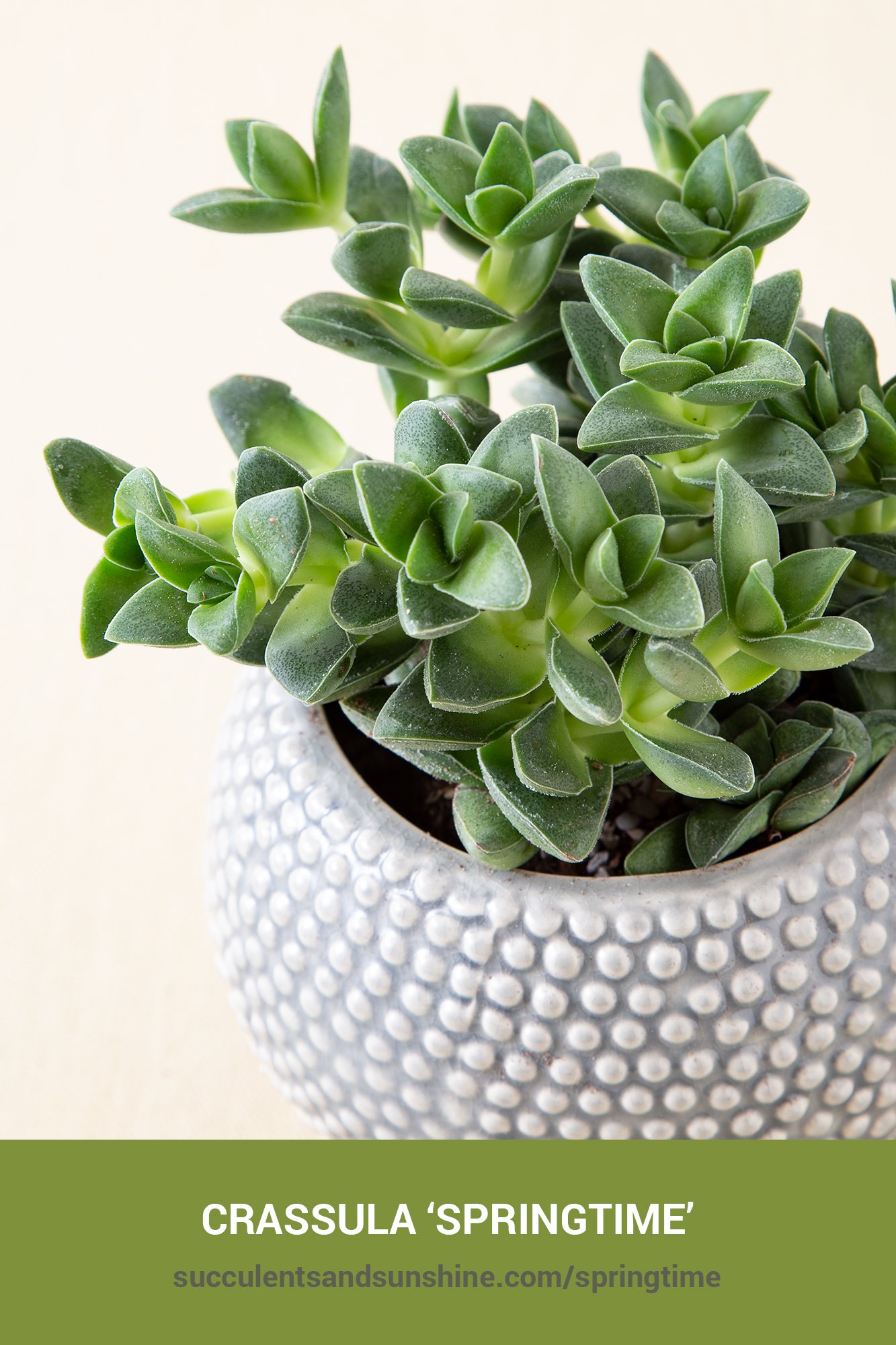 Crassula 'Springtime' | Succulents and Sunshine
