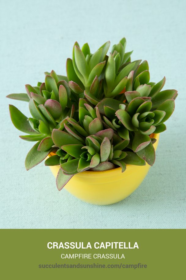 Crassula capitella "Campfire Crassula" | Succulents and Sunshine