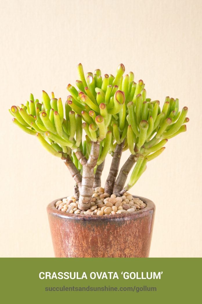 Crassula ovata ‘Gollum’ | Succulents and Sunshine