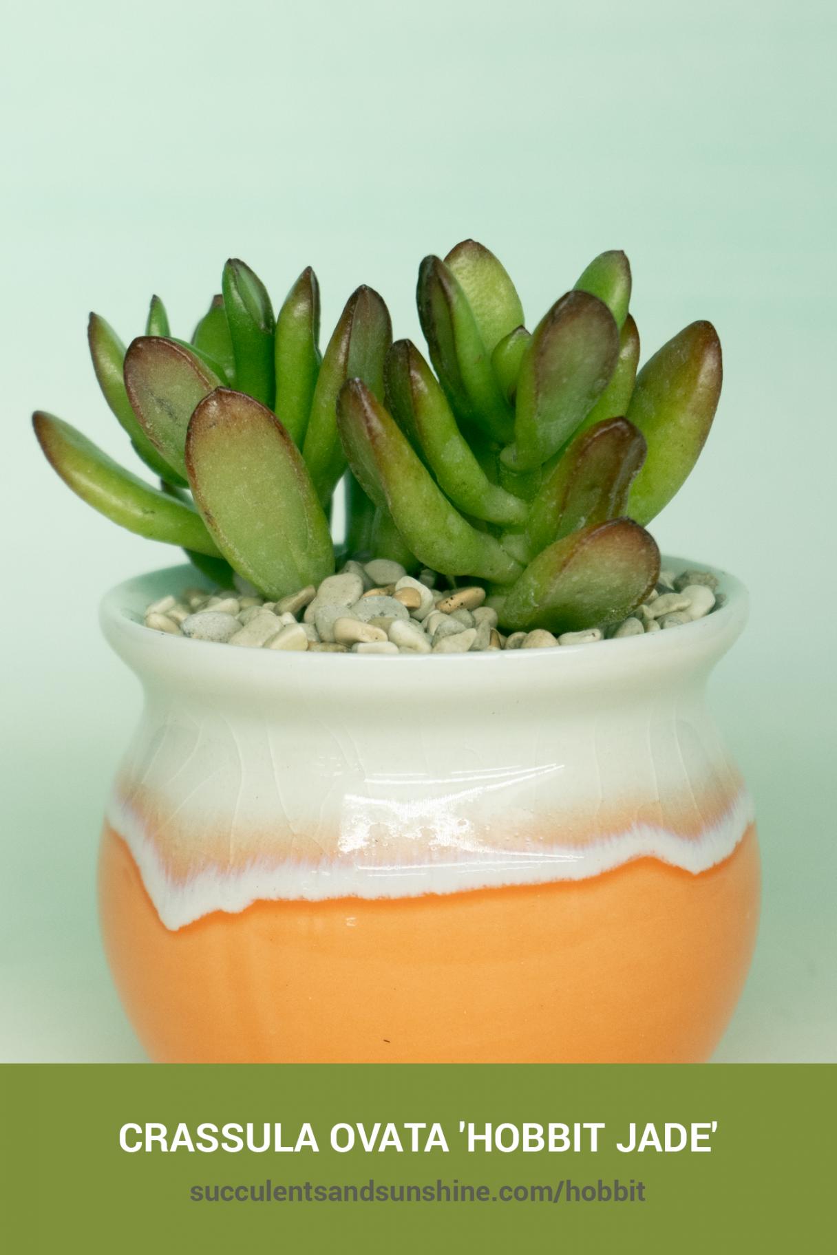 Crassula ovata 'Hobbit' | Succulents and Sunshine