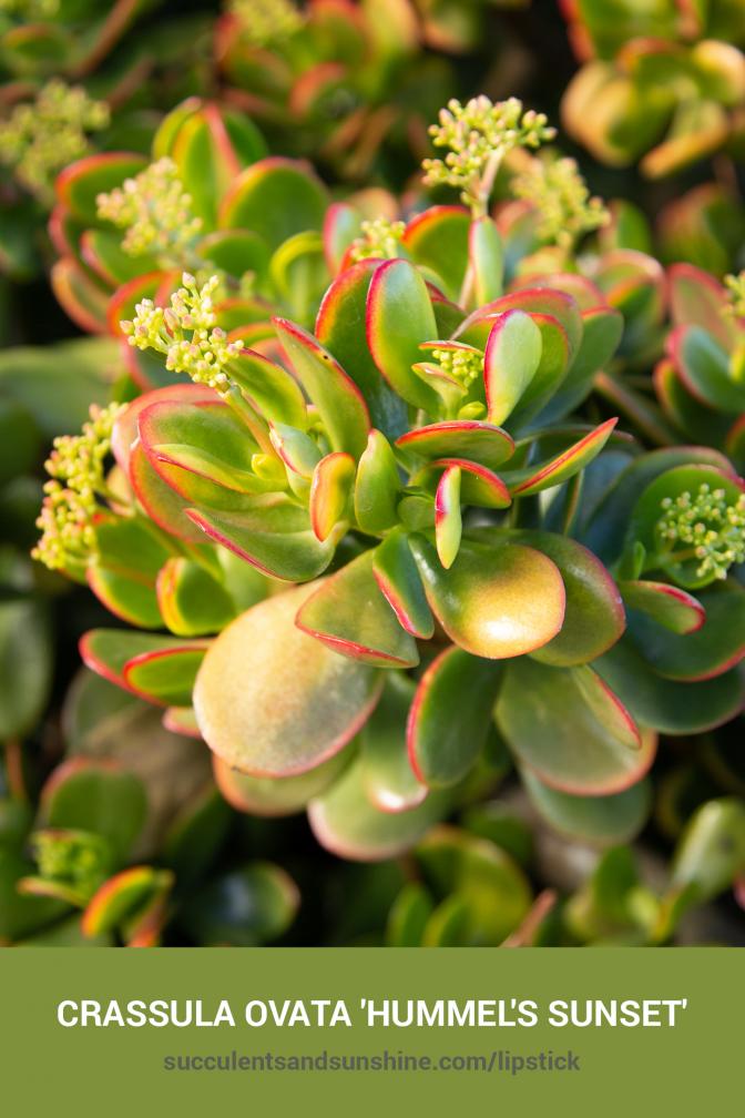 Crassula ovata 'Hummel's Sunset' - Golden Jade | Succulents and Sunshine