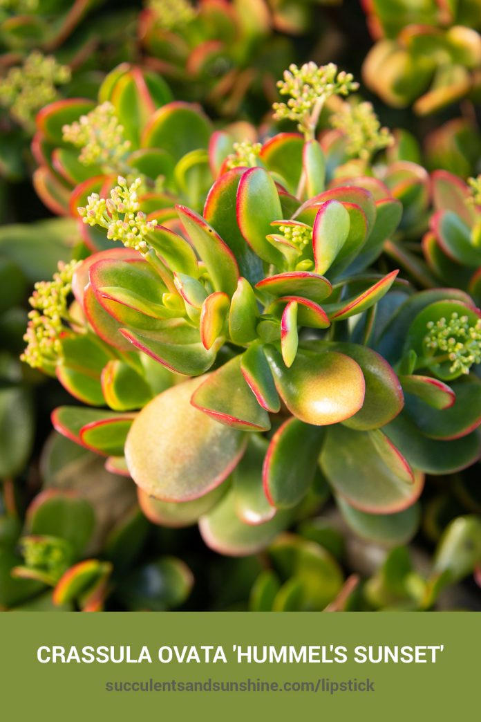 Crassula ovata 'Hummel's Sunset' - Golden Jade | Succulents and Sunshine