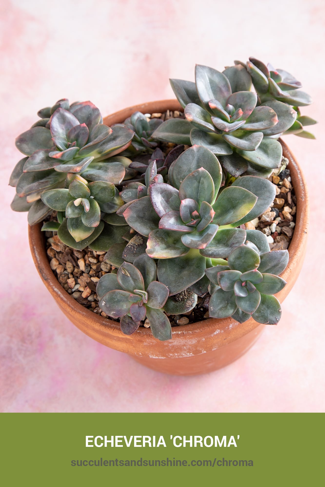 Echeveria 'Chroma' | Succulents and Sunshine