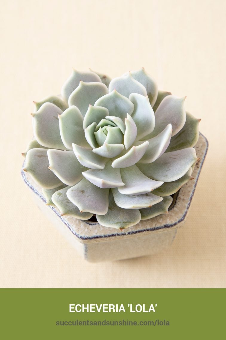 Echeveria 'Lola' | Succulents and Sunshine