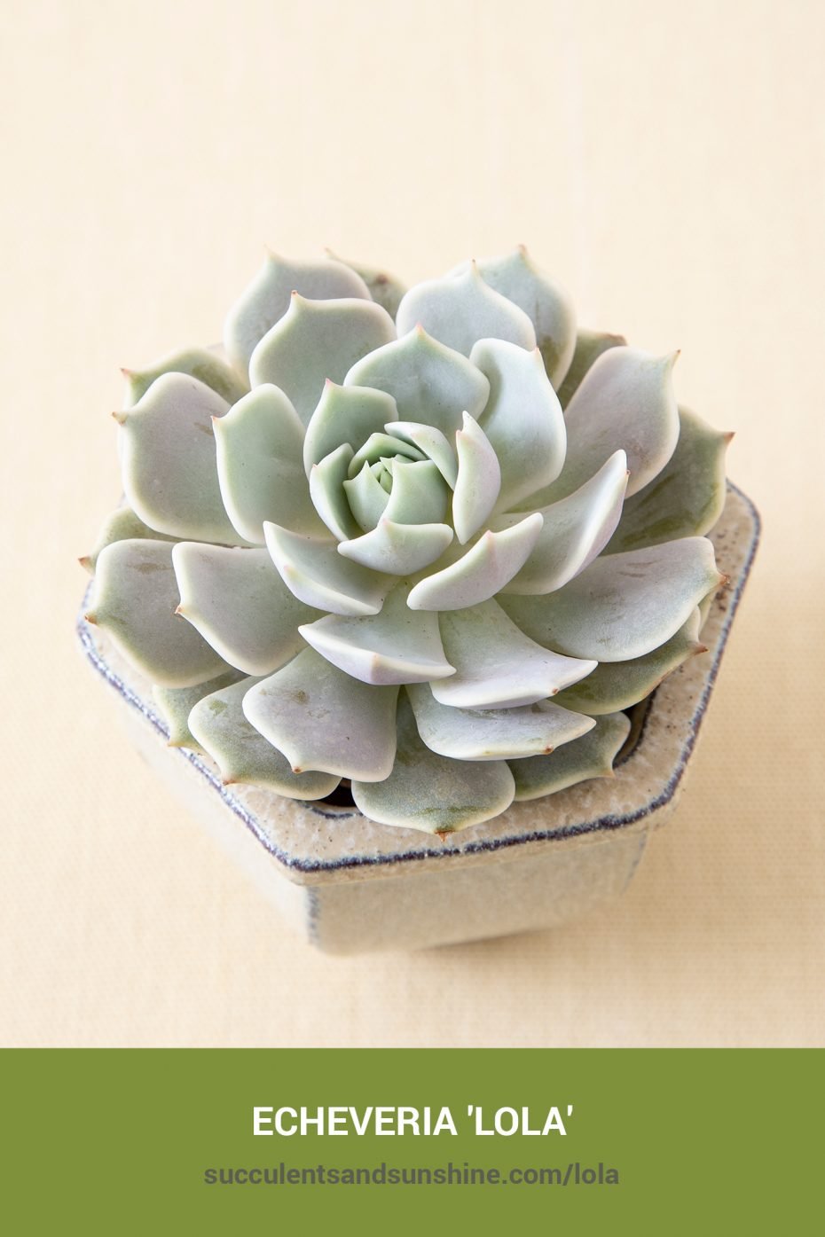 Echeveria 'Lola' | Succulents and Sunshine