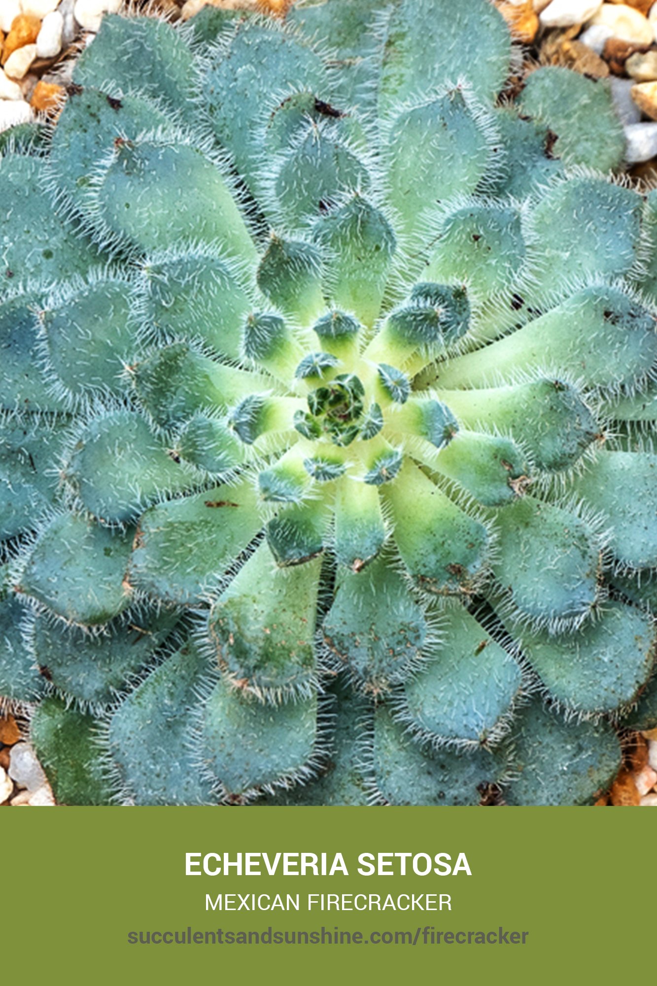 Echeveria setosa "Mexican Firecracker" | Succulents and Sunshine