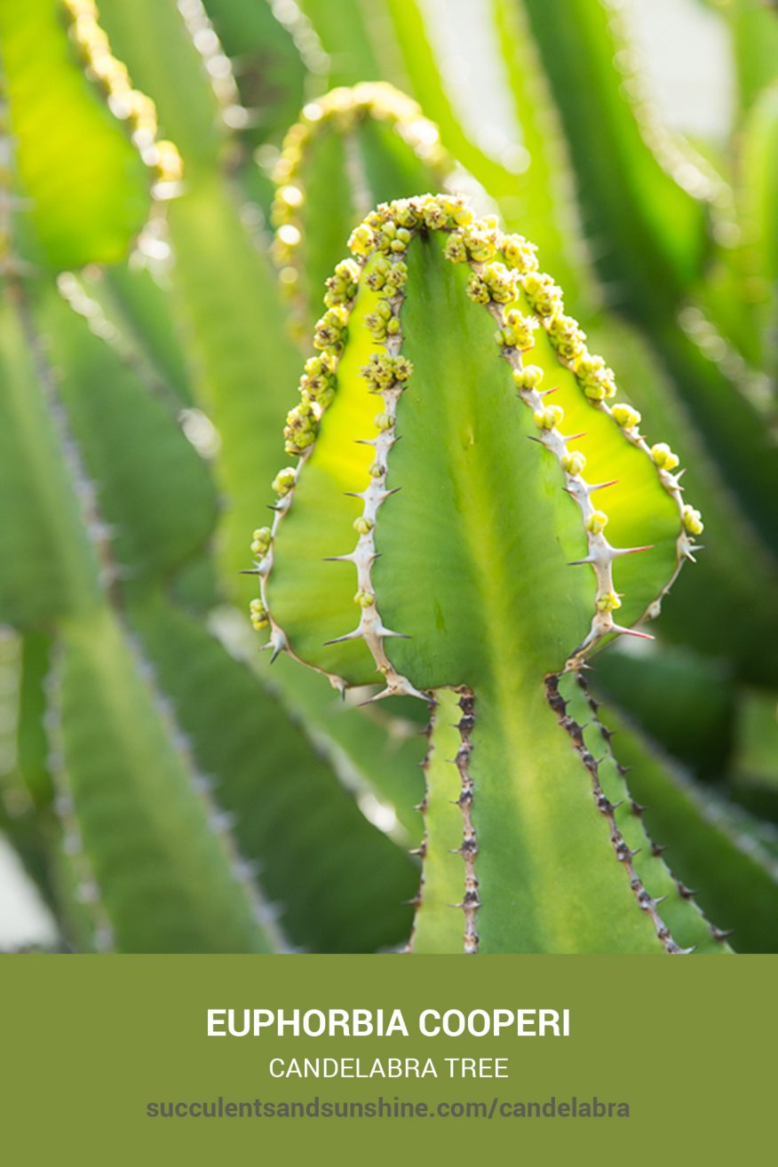 Euphorbia cooperi “Candelabra Tree” | Succulents and Sunshine