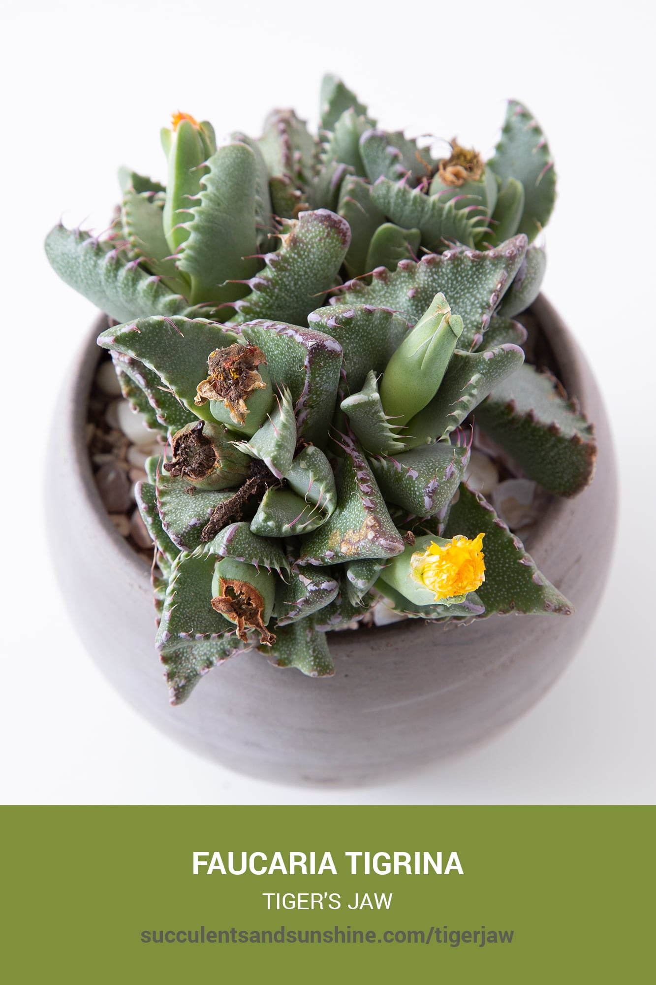 Faucaria tigrina "Tiger's Jaw" | Succulents and Sunshine