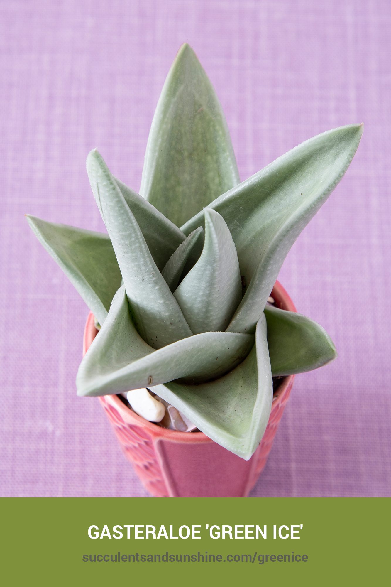 Gasteraloe 'Green Ice' | Succulents and Sunshine