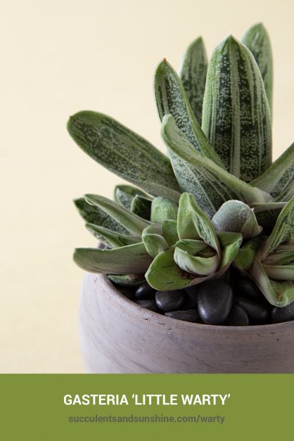 Gasteria 'Little Warty' | Succulents and Sunshine