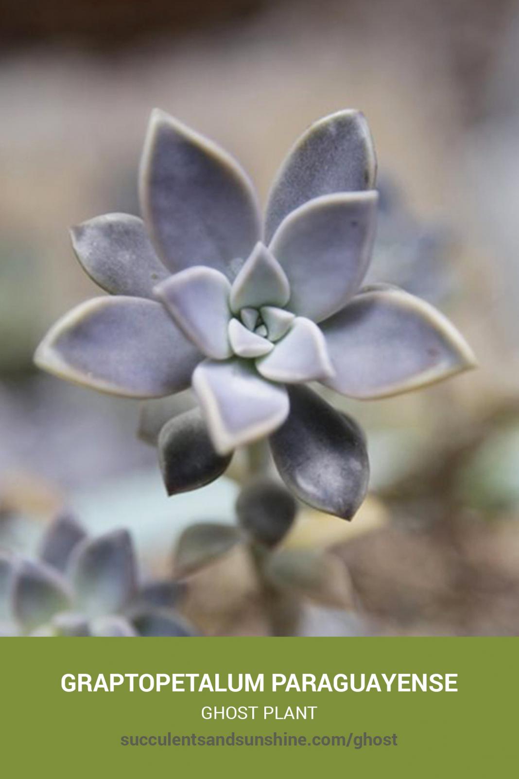 Graptopetalum paraguayense “Ghost Plant” | Succulents and Sunshine