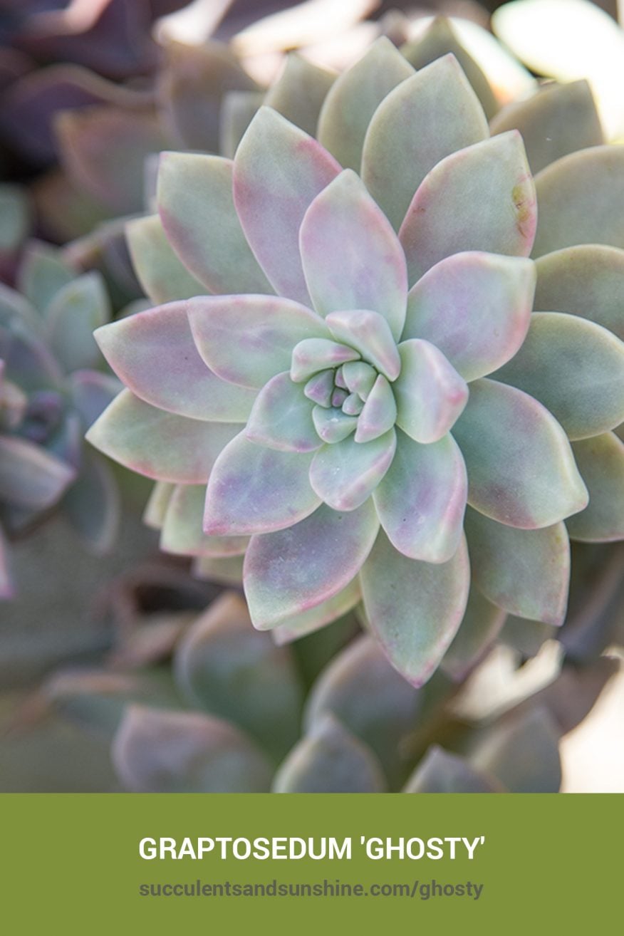 Graptosedum 'Ghosty' | Succulents and Sunshine