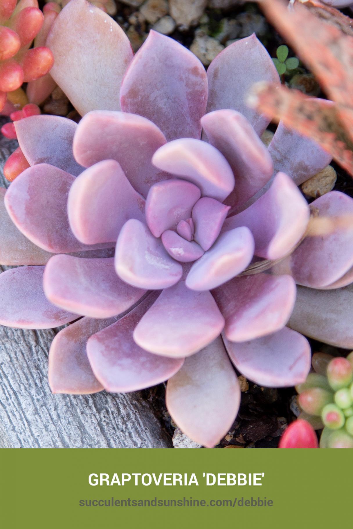 Beautiful purple succulents for container gardens and arrangements ...