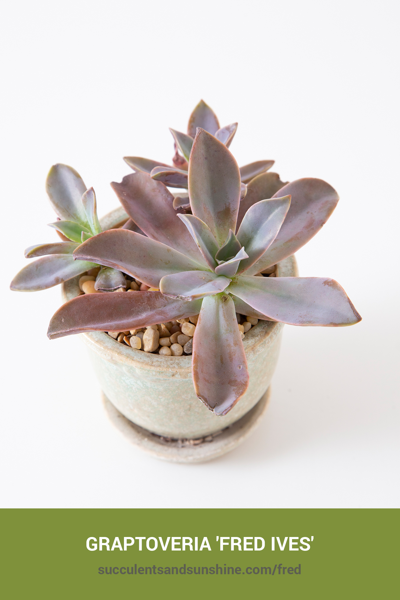 Graptoveria ‘Fred Ives' | Succulents and Sunshine