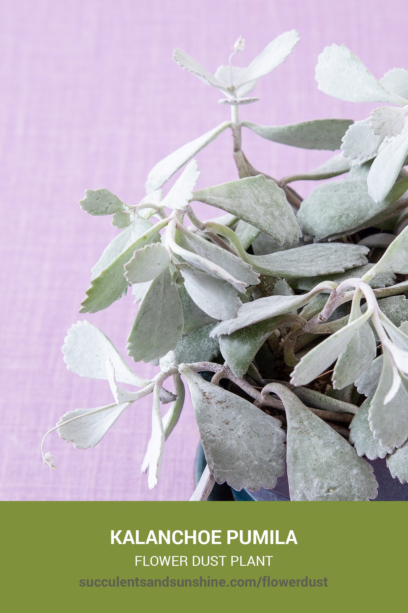 Kalanchoe pumila "Flower Dust Plant" | Succulents and Sunshine