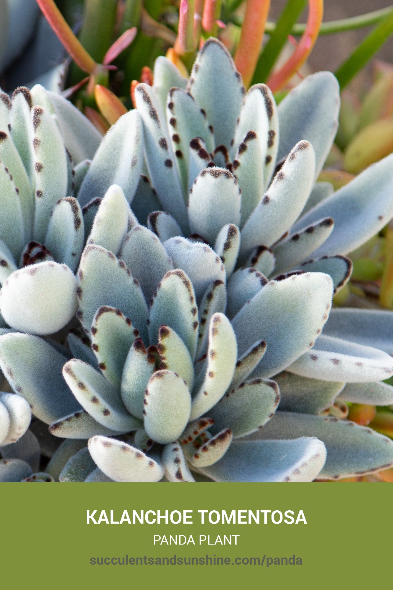 Kalanchoe tomentosa "Panda Plant" | Succulents and Sunshine