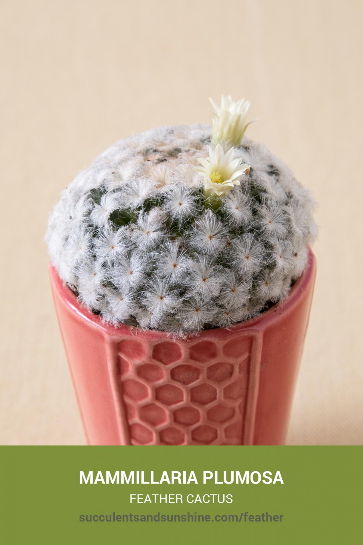 Mammillaria plumosa "Feather Cactus" | Succulents and Sunshine