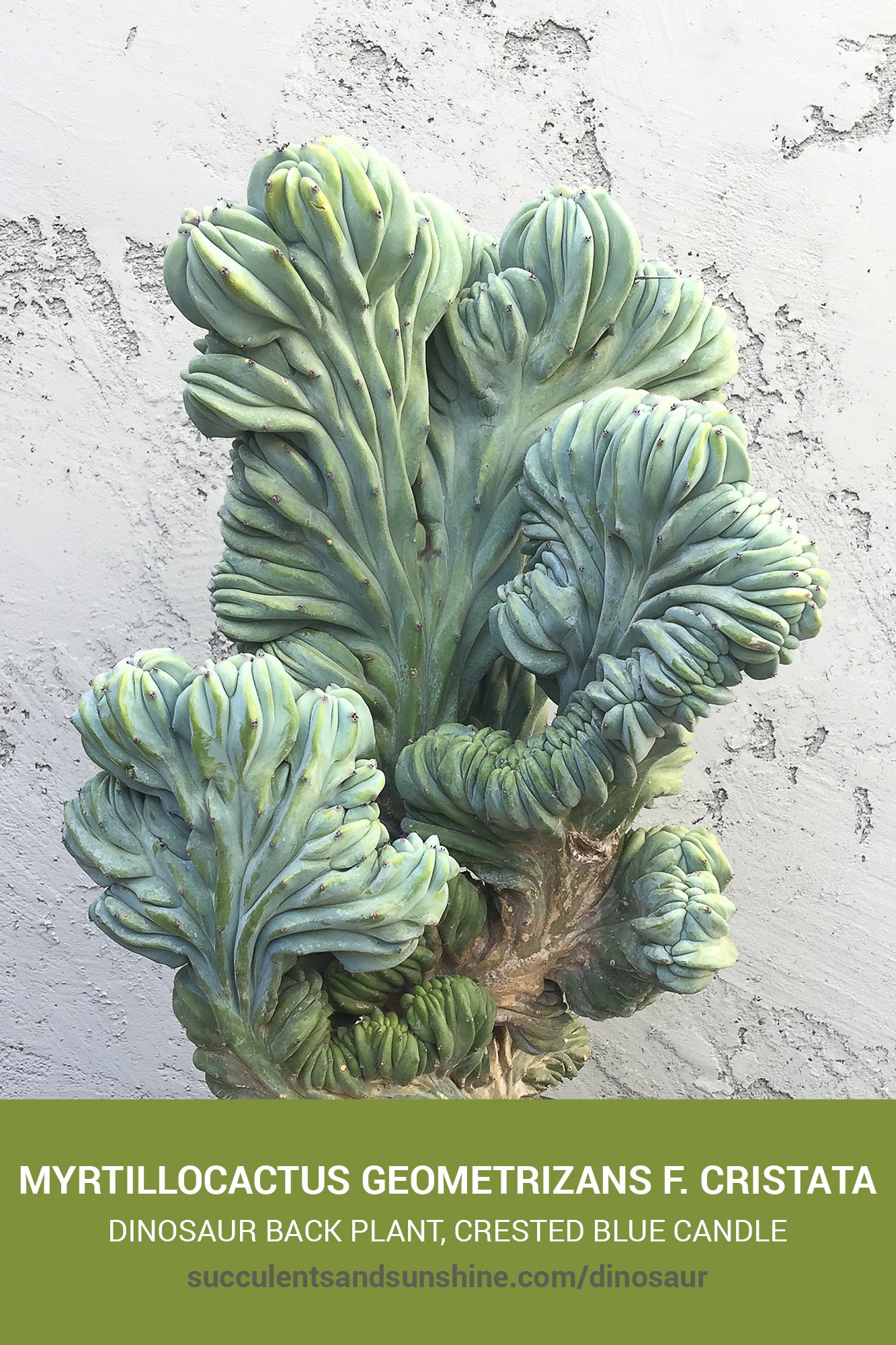 Myrtillocactus geometrizans forma cristata "Dinosaur Back Plant ...