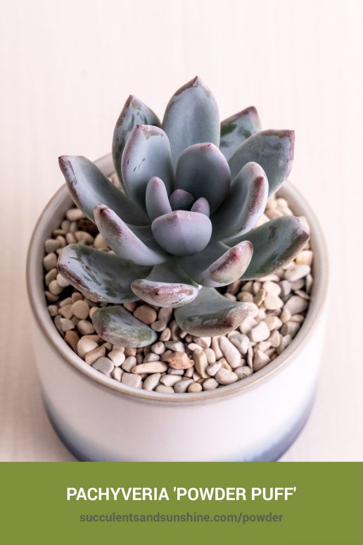 Pachyveria 'Powder Puff' | Succulents and Sunshine