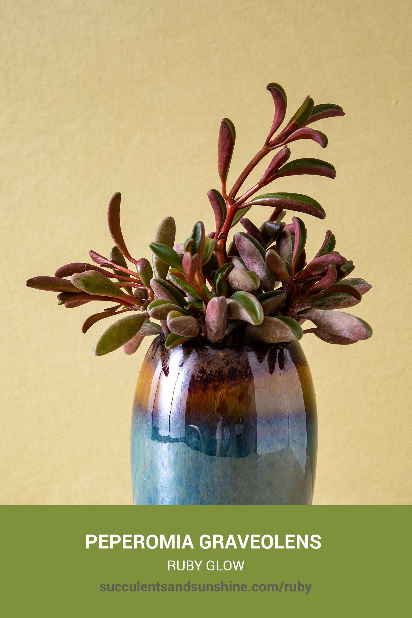 Peperomia graveolens "Ruby Glow" | Succulents and Sunshine