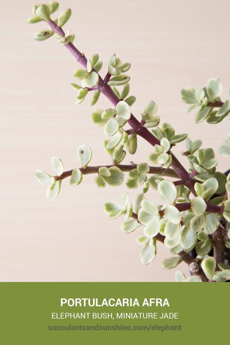 Portulacaria afra "Elephant Bush" Care, Propagation, and Growing Tips