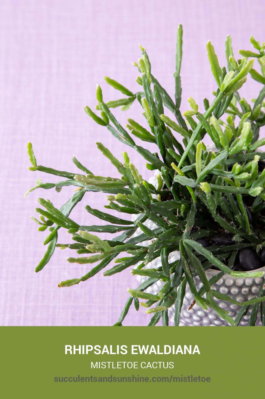 Rhipsalis ewaldiana "Mistletoe Cactus" | Succulents and Sunshine