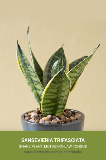 Sansevieria trifasciata "Snake Plant" | Succulents and Sunshine