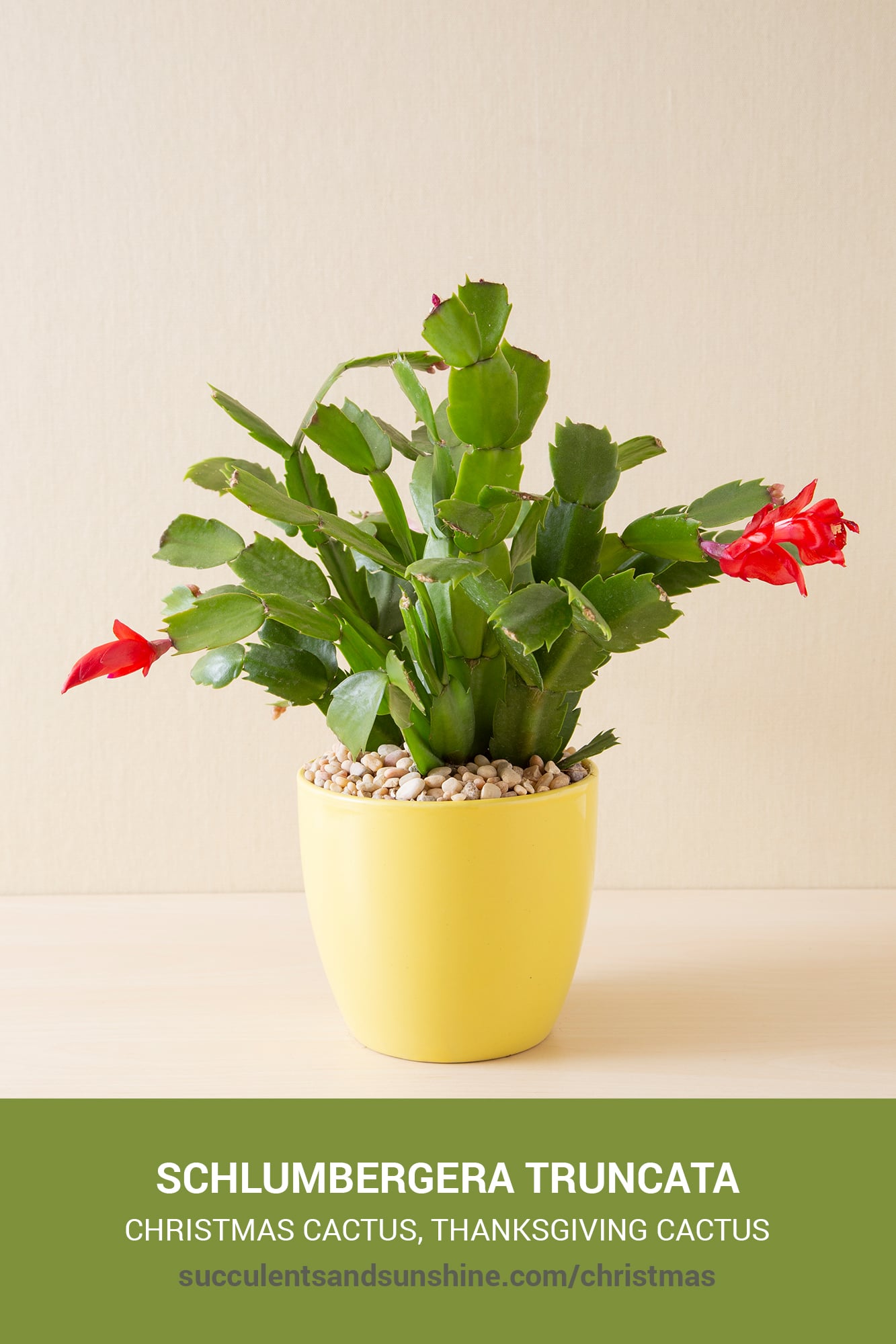 Schlumbergera truncata "Christmas Cactus" | Succulents and Sunshine