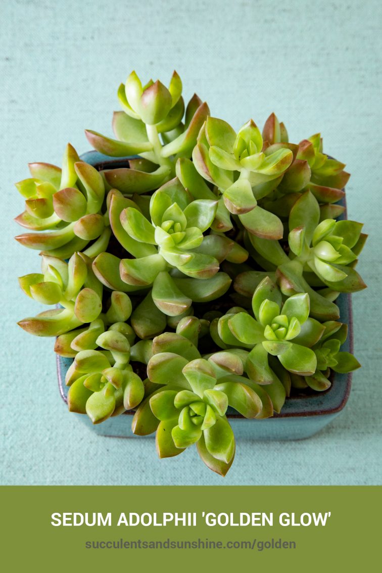 Sedum adolphii ‘Golden Glow’ | Succulents and Sunshine