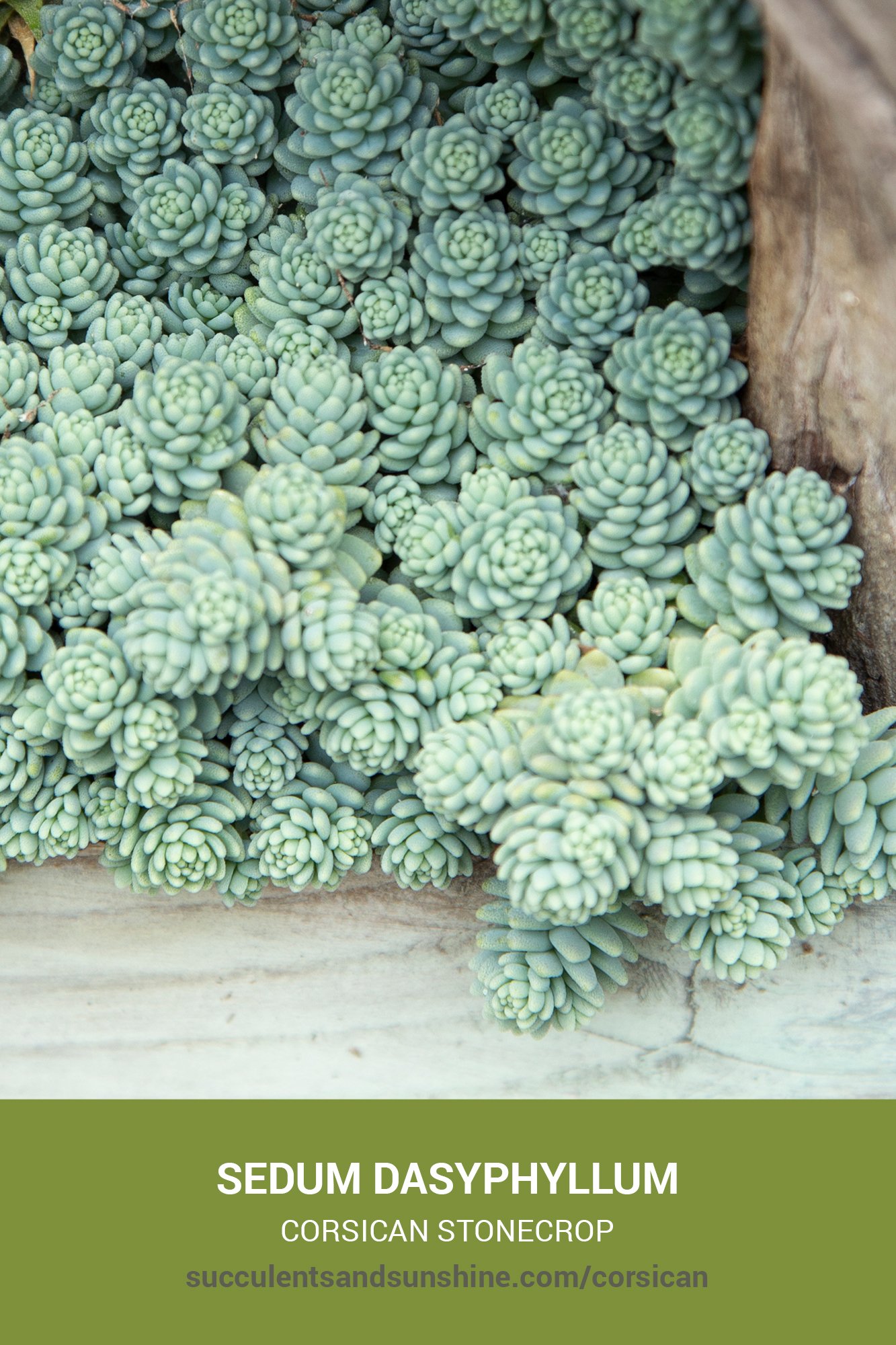 Sedum dasyphyllum "Corsican Stonecrop" | Succulents and Sunshine