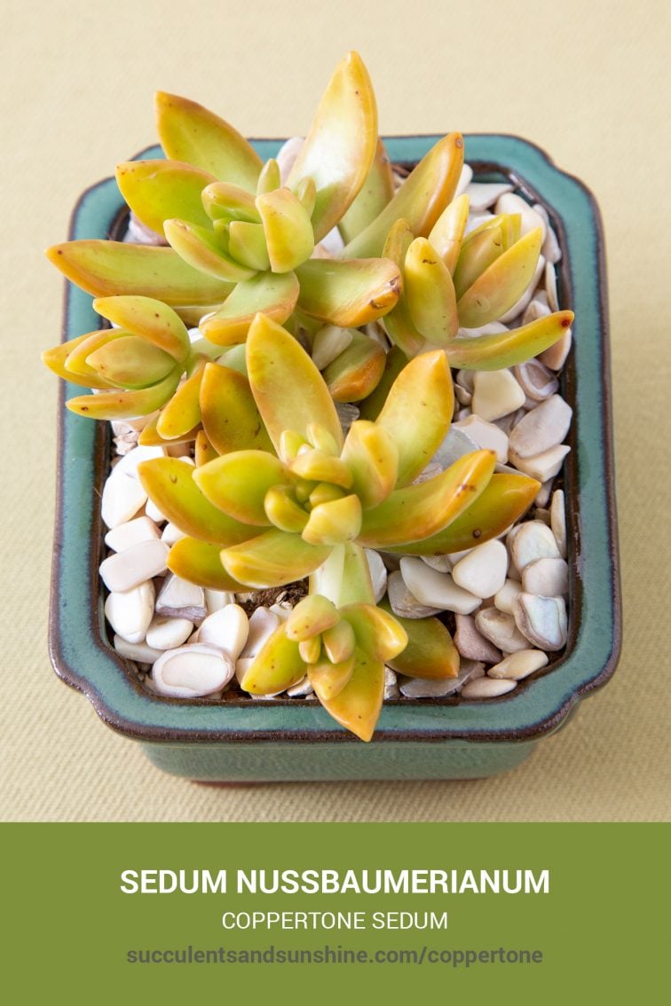Sedum nussbaumerianum "Coppertone Sedum" | Succulents and Sunshine