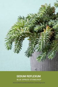 Sedum reflexum "Blue Spruce Stonecrop" | Succulents and Sunshine
