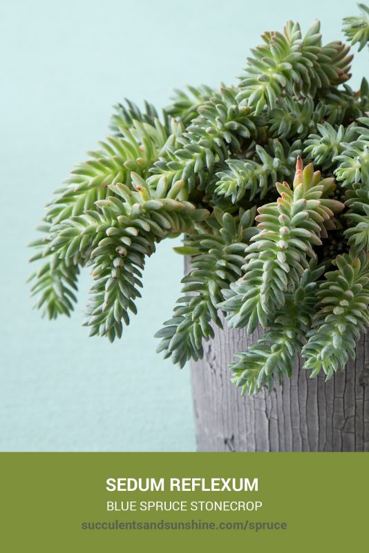Sedum reflexum "Blue Spruce Stonecrop" | Succulents and Sunshine
