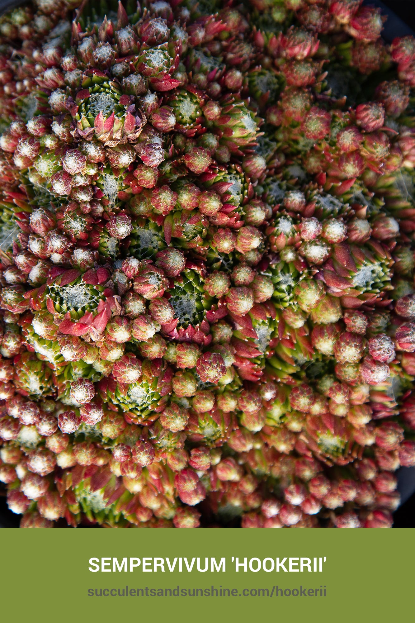 Sempervivum 'Hookerii' | Succulents and Sunshine