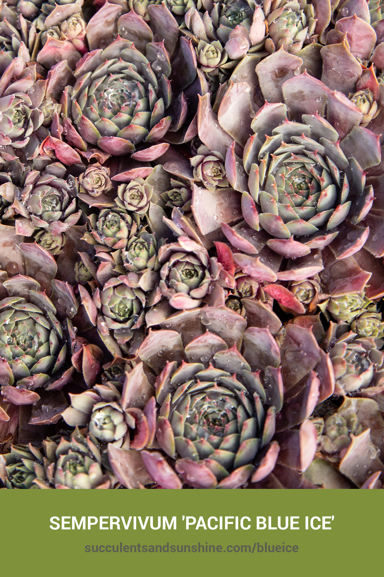 Sempervivum 'Pacific Blue Ice' | Succulents and Sunshine