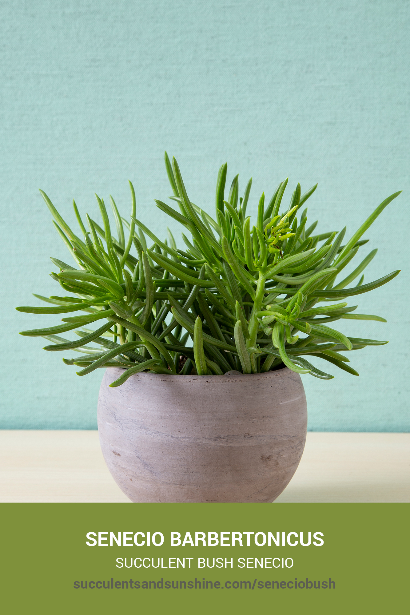 Senecio barbertonicus "Succulent Bush Senecio" | Succulents and Sunshine