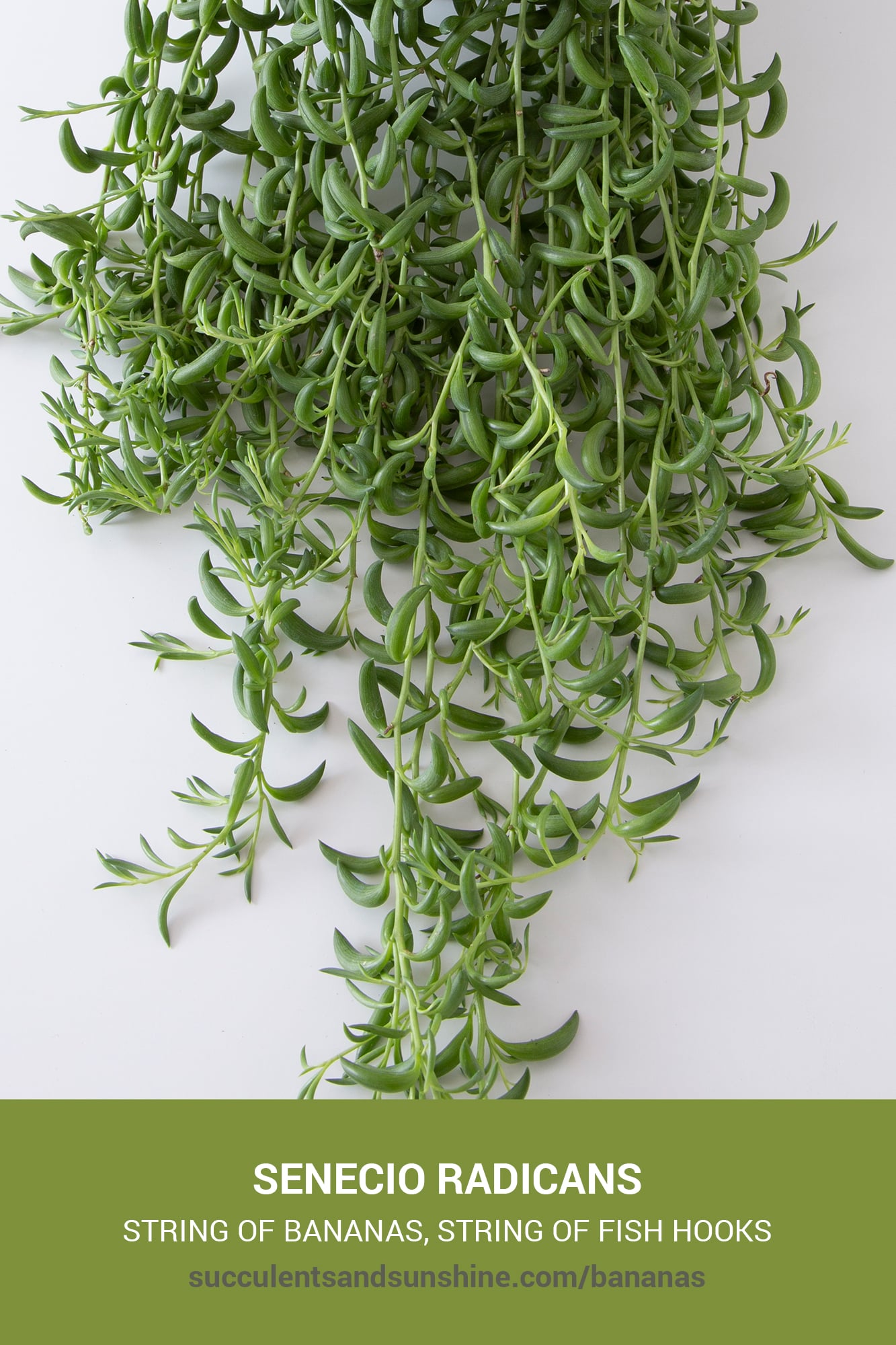 Senecio radicans | Succulents and Sunshine