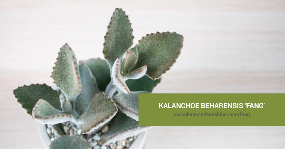 Kalanchoe Succulents | Genus and Species Care Information