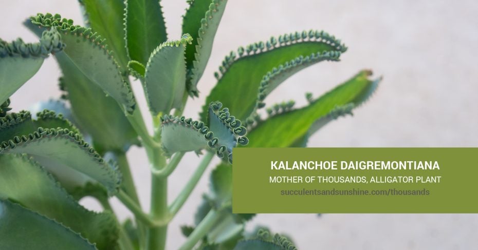 Kalanchoe Succulents | Genus and Species Care Information