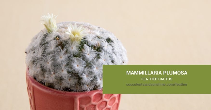 Mammillaria plumosa "Feather Cactus" | Succulents and Sunshine