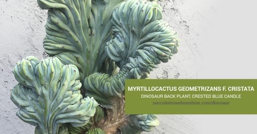 Myrtillocactus geometrizans forma cristata "Dinosaur Back Plant ...