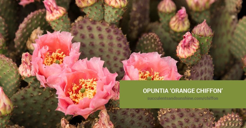 Opuntia Cactus | Genus and Species Care Information