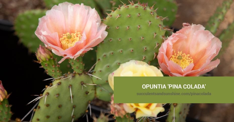 Opuntia ‘Pina Colada’ | Succulents and Sunshine